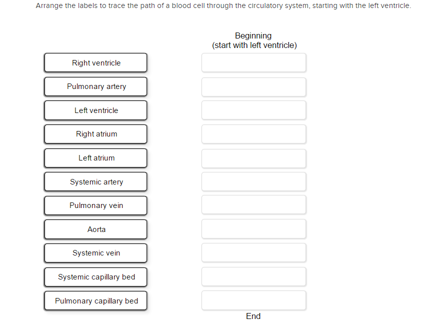 Solved: Arrange The Labels To Trace The Path Of A Blood Ce... | Chegg.com Solved: Arrange The Labels To Trace The Path Of A Blood Ce... | Chegg.com