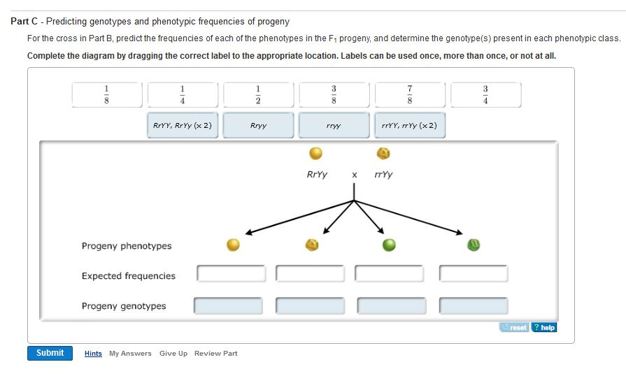 Solved: Predicting Genotypes And Phenotypic Frequencies Of... | Chegg.com Solved: Predicting Genotypes And Phenotypic Frequencies Of... | Chegg.com