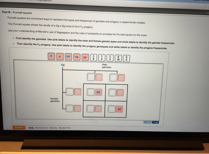 Solved: Punnett Squares Are Convenient Ways To Represent T... | Chegg.com Solved: Punnett Squares Are Convenient Ways To Represent T... | Chegg.com