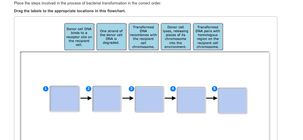 Solved: Place The Steps Involved In The Process Of Bacteri... | Chegg.com Solved: Place The Steps Involved In The Process Of Bacteri... | Chegg.com