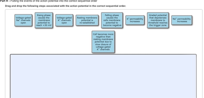 Solved Putting The Events Of The Action Potential Into Th
