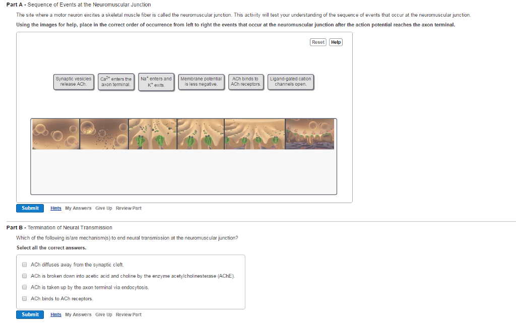 Solved: Sequence Of Events At The Neuromuscular Junction T... | Chegg.com Solved: Sequence Of Events At The Neuromuscular Junction T... | Chegg.com