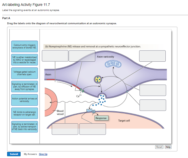 Solved: Art-labeling Activity Figure 11.7 Label The Signal... | Chegg.com