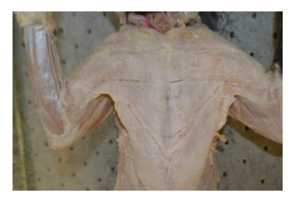 External Intercostals Cat Dissection