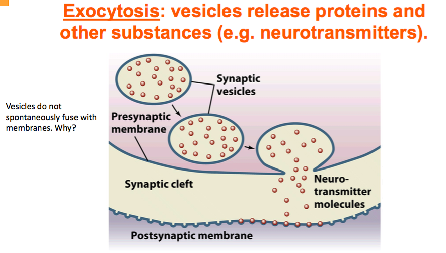 Exocytosis And Neurotransmitters Highly Adaptable Deep Learning