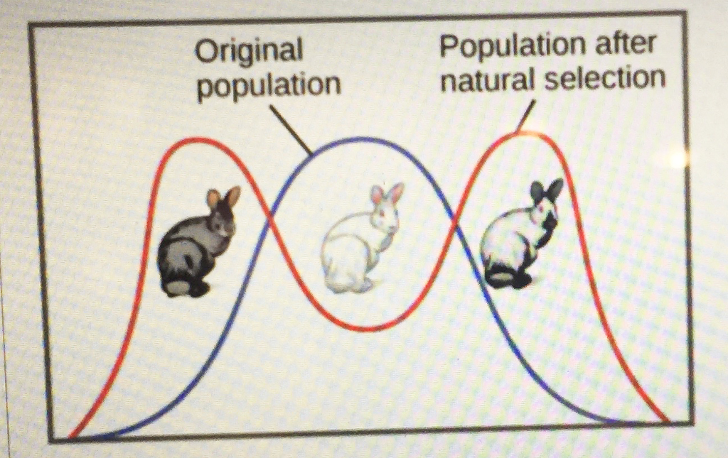 Disruptive Selection Example Solved Question 34 (1 Point) Saved Listen