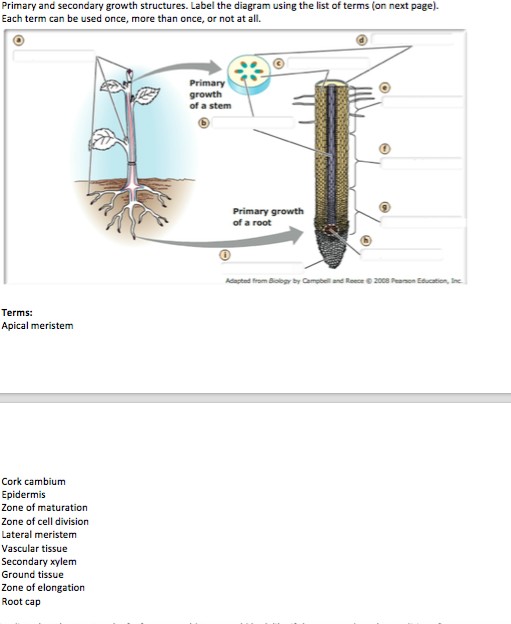 Labeling Primary Growth Structures Stem Secondary Growth