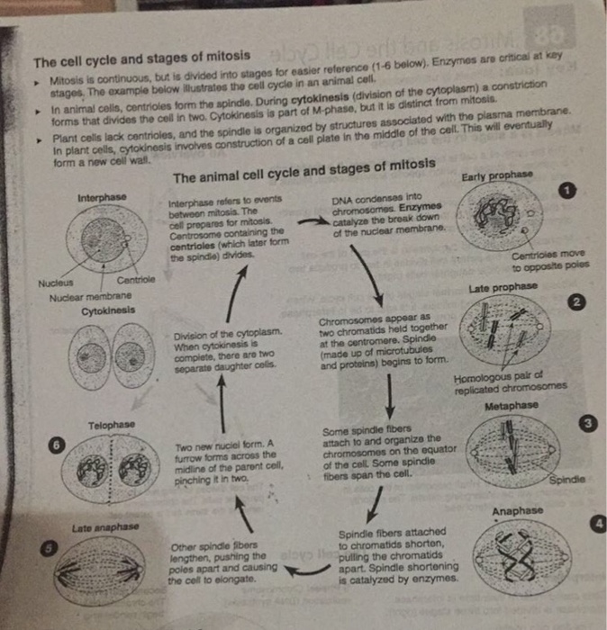 Cell Division Mitosis Worksheet Answers