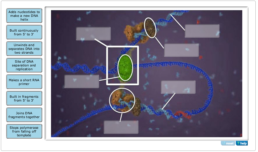 Solved: When DNA Begins To Replicate, Two Strands Of The D... | Chegg.com Solved: When DNA Begins To Replicate, Two Strands Of The D... | Chegg.com