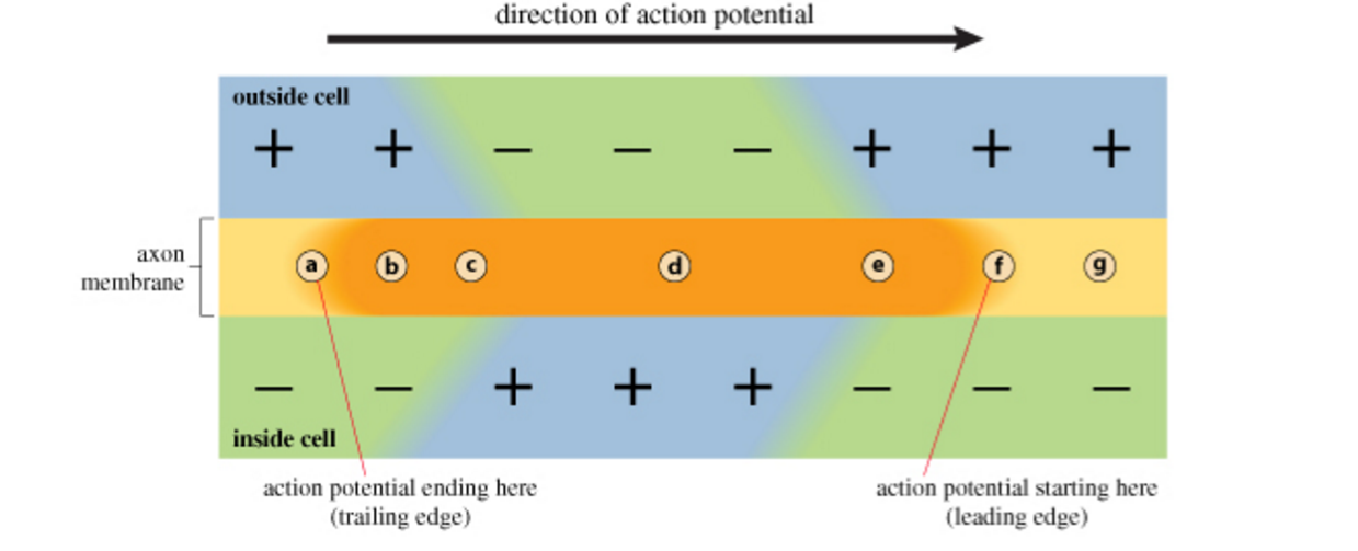 Solved: Part B - Conduction Of An Action Potential Along A... | Chegg.com Solved: Part B - Conduction Of An Action Potential Along A... | Chegg.com