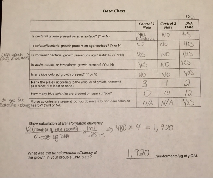 Solved: Show Calculation Of Transformation Efficiency: Wha... | Chegg.com Solved: Show Calculation Of Transformation Efficiency: Wha... | Chegg.com