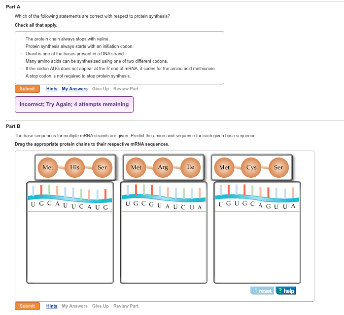 Solved: The Base Sequences For Multiple MRNA Strands Are G... | Chegg.com Solved: The Base Sequences For Multiple MRNA Strands Are G... | Chegg.com