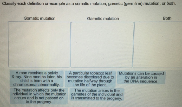 Solved Classify Each Definition Or Example As A Somatic M