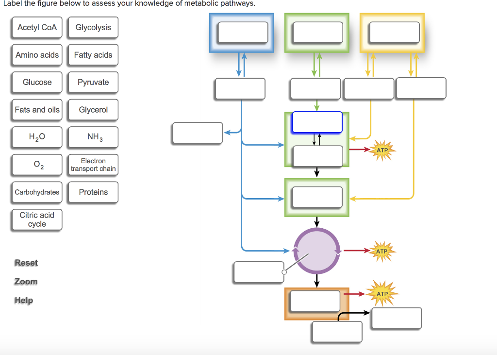 Solved: Label The Figure Below To Assess Your Knowledge Of... | Chegg.com Solved: Label The Figure Below To Assess Your Knowledge Of... | Chegg.com