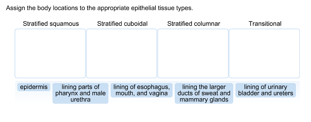 Epithelial Tissue Characteristics Did You Know That Epithelial Tissue
