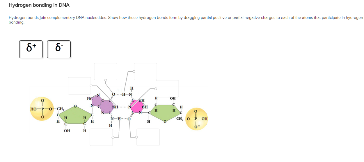 Solved: Hydrogen Bonding In DNA Hydrogen Bonds Join Comple... | Chegg.com Solved: Hydrogen Bonding In DNA Hydrogen Bonds Join Comple... | Chegg.com