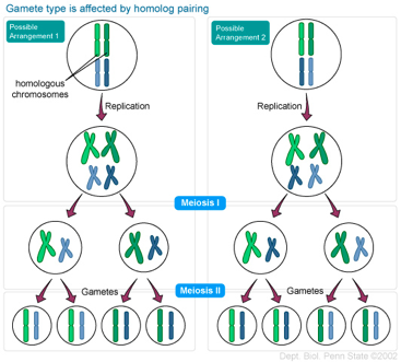 Meiosis Independent Assortment