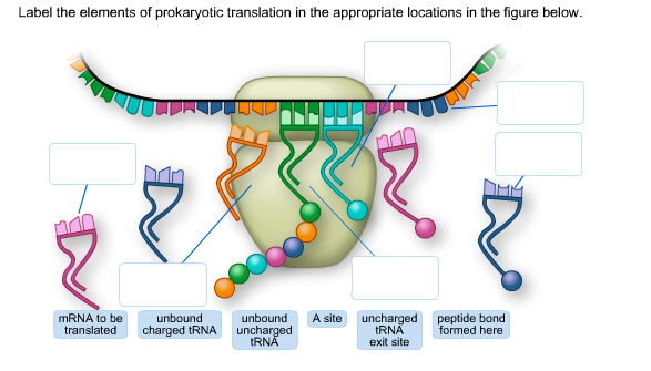 Solved: Label The Elements Of Prokaryotic Translation In T... | Chegg.com Solved: Label The Elements Of Prokaryotic Translation In T... | Chegg.com