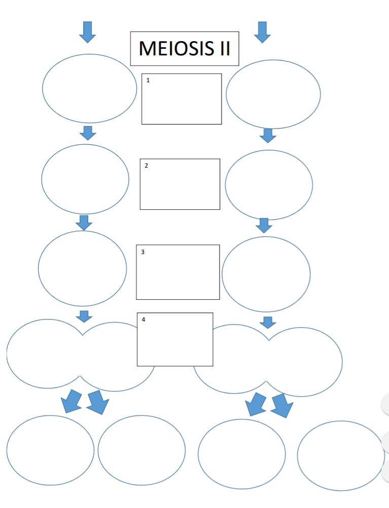 Blank Stages Of Mitosis Diagram Mitosis Doodle Notes Emmatheteachie
