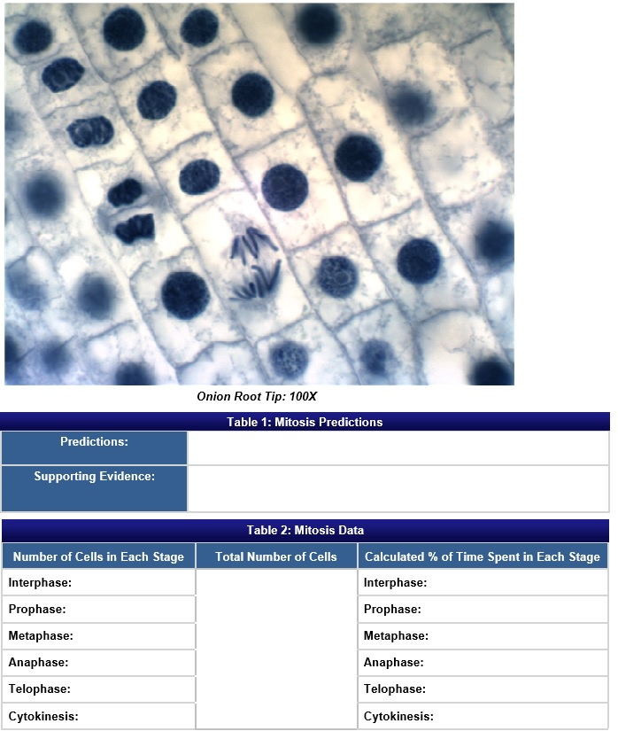 Solved Onion Root Tip 100X Table 1 Mitosis Predictions Chegg Solved Onion Root Tip 100X Table 1 Mitosis Predictions Chegg