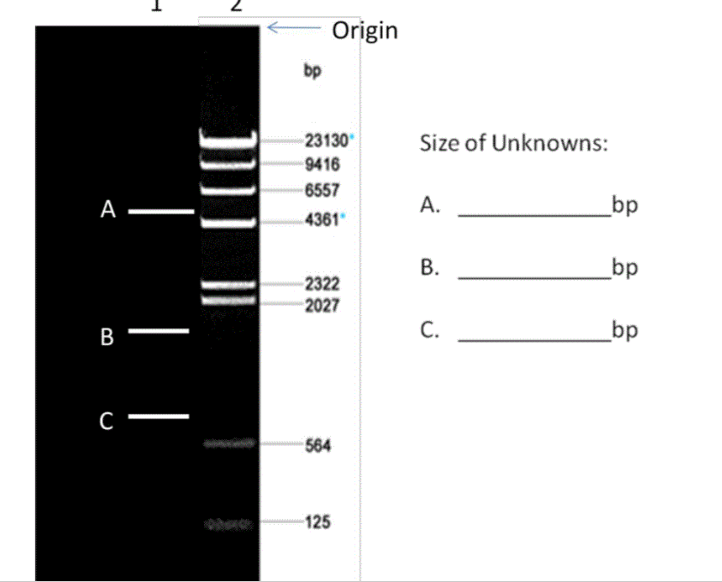 Solved Purified Bacteriophage Lambda Dna Digested With Hi