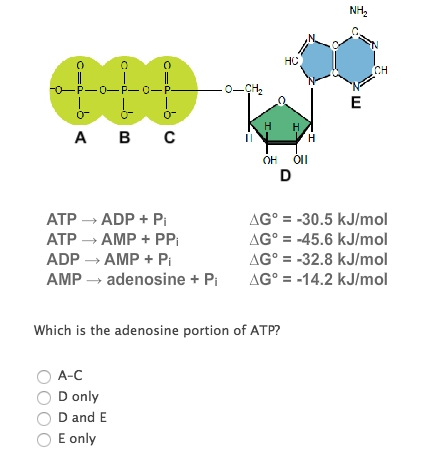 Adp Amp Mononucleotides | AMP, ADP And ATP | Structure And Function