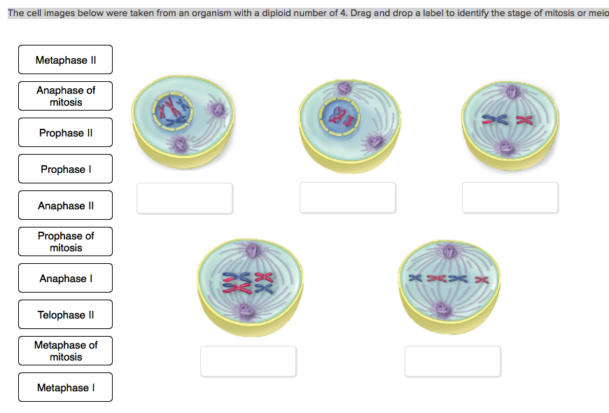 Solved: The Cell Images Below Were Taken From An Organism ... | Chegg.com Solved: The Cell Images Below Were Taken From An Organism ... | Chegg.com