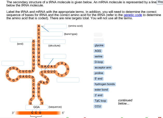 Solved: The Secondary Structure Of A TRNA Molecule Is Give... | Chegg.com Solved: The Secondary Structure Of A TRNA Molecule Is Give... | Chegg.com