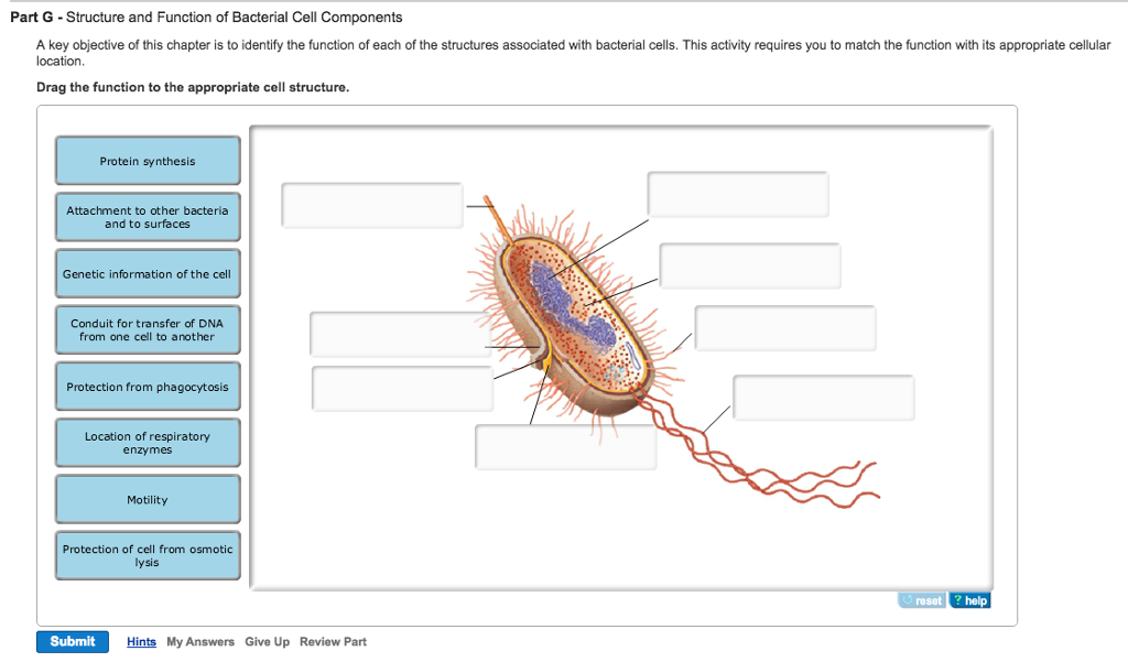 Solved Structure And Function Of Bacterial Cell Component Chegg