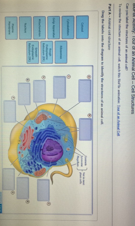 Solved Can You Label The Structures Of An Animal Cd To R Chegg