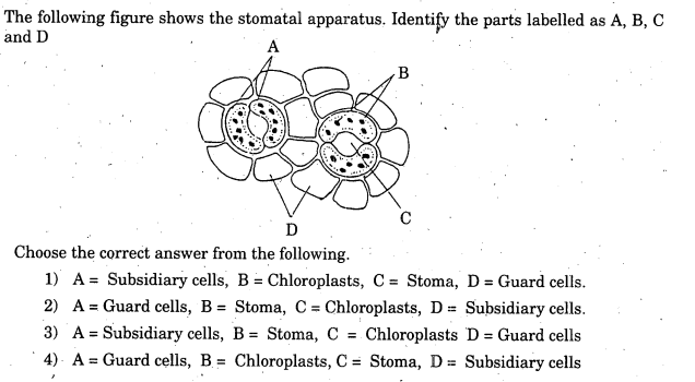 Solved: The Following Figure Shows The Stomatal Apparatus.... | Chegg.com Solved: The Following Figure Shows The Stomatal Apparatus.... | Chegg.com
