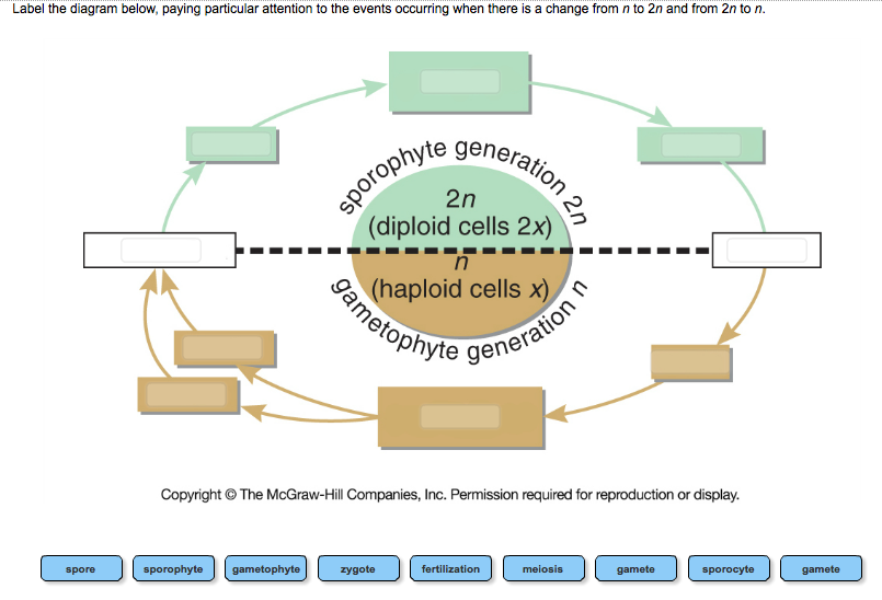 Solved: Label The Diagram Below, Paying Particular To The ... | Chegg.com