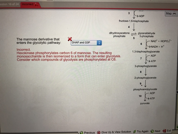 Solved Calculator Periodic Table Question 16 Of 24 Ca Sap