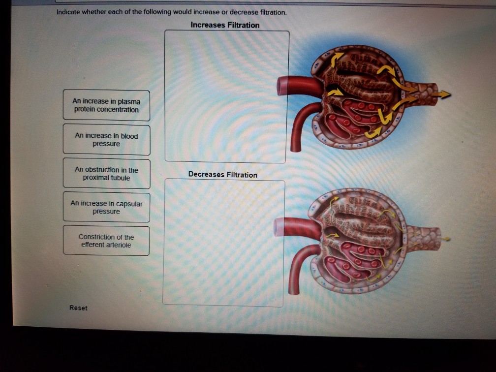 Solved Indicate whether each of the following would increase | Chegg.com