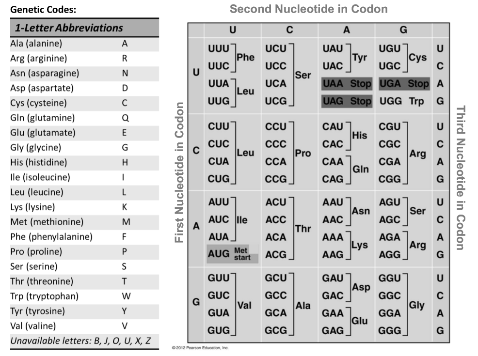 Solved: This Is Your DNA “gene” Ready For Expression: 3’ -... | Chegg.com