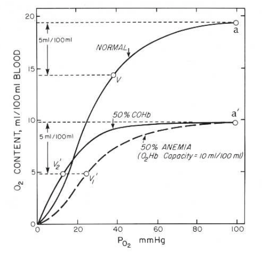 Solved: Carbon Monoxide (CO) Binds Avidly To Hemoglobin (H... | Chegg.com