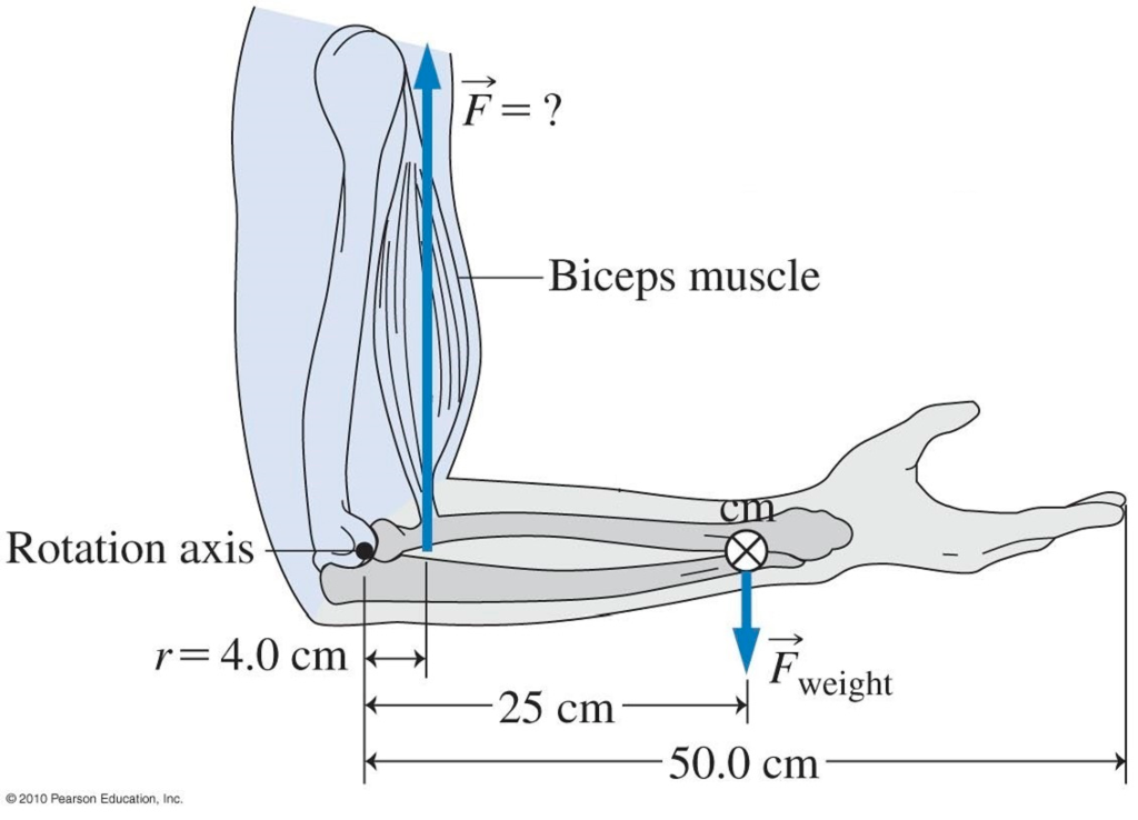 Solved: You Hold Your Forearm Horizontal, As Shown In The ... | Chegg.com