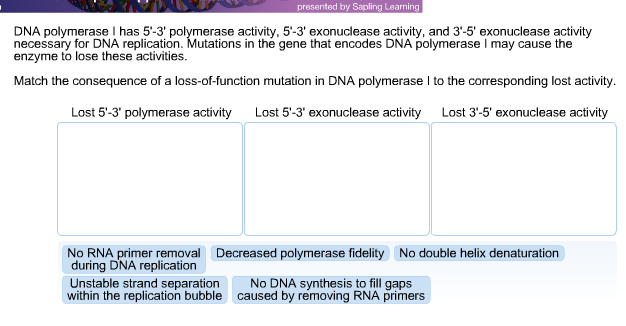 Solved: DNA Polymerase I Has 5'-3' Erase Activity, 5'-3' E... | Chegg.com