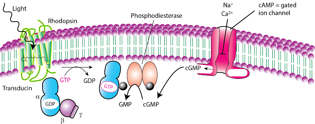 Solved: The Beta-adrenergic Receptor Spans The Lipid Bilay... | Chegg.com