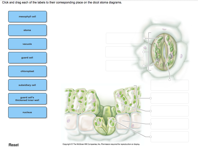 Solved: Click And Drag Each Of The Labels To Their Corresp... | Chegg.com