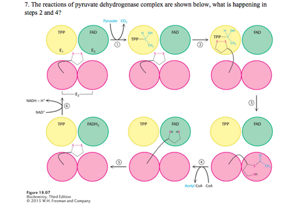 Solved: 7. The Reactions Of Pyruvate Dehydrogenase Complex... | Chegg.com
