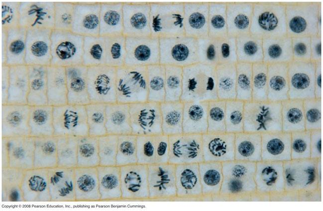 Solved: Observe The Images Of An Onion Root Tip Microscope... | Chegg.com