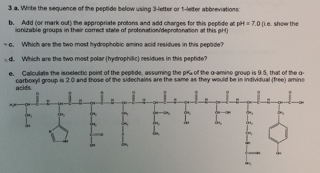 Solved Write the sequence of the peptide below using | Chegg.com