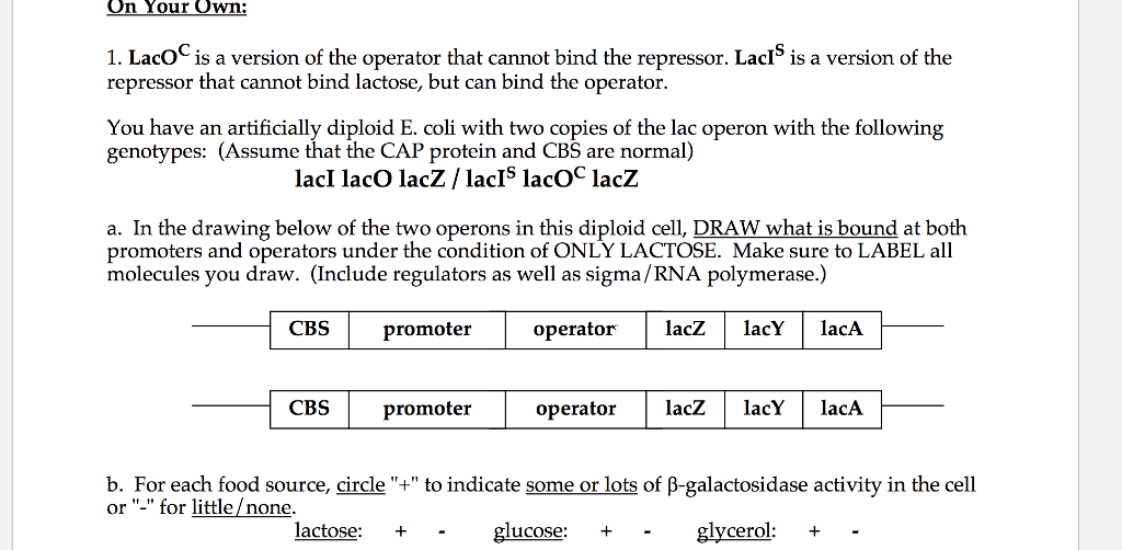 Solved On Your Own: 1. LacOC is a version of the operator | Chegg.com