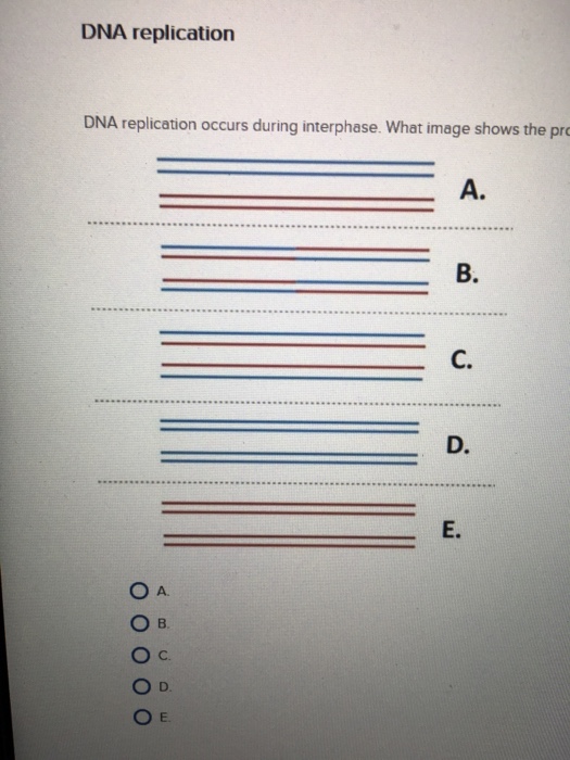 Solved: DNA Replication Occurs In Interphase. What Image S... | Chegg.com