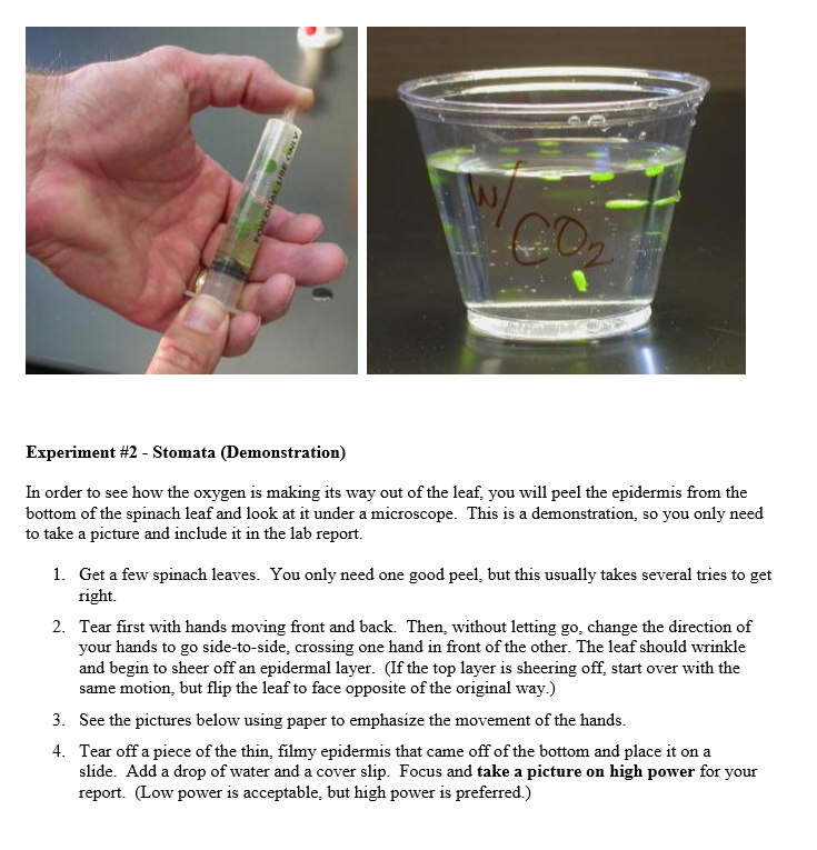 Solved: Lab Report Format Do Not Copy And Paste From This ... | Chegg.com
