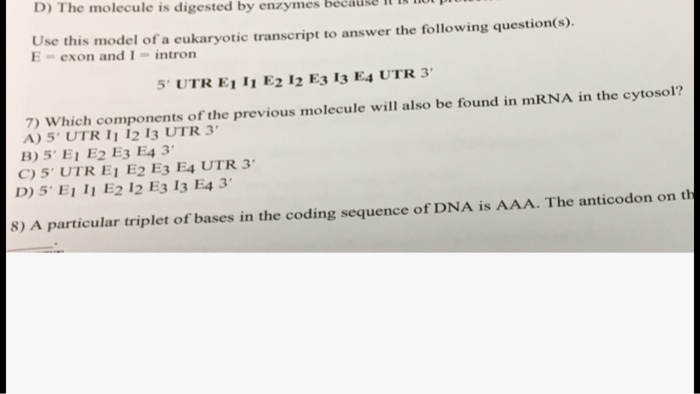 Solved: Use This Model Of A Eukaryotic Transcript To Answe... | Chegg.com