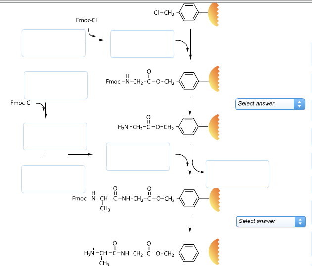 Solved: The Merrifield Synthesis Of A Peptide Simplifies P... | Chegg.com