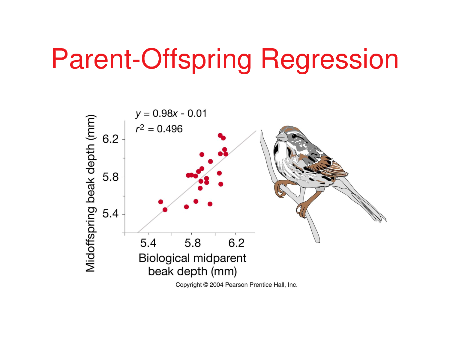 Solved: What Is The Heritability For Beak Depth In This Bi... | Chegg.com