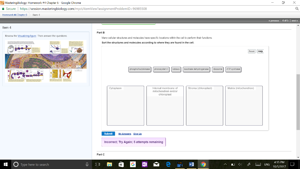 Solved: Many Cellular Structures And Molecules Have Specif... | Chegg.com